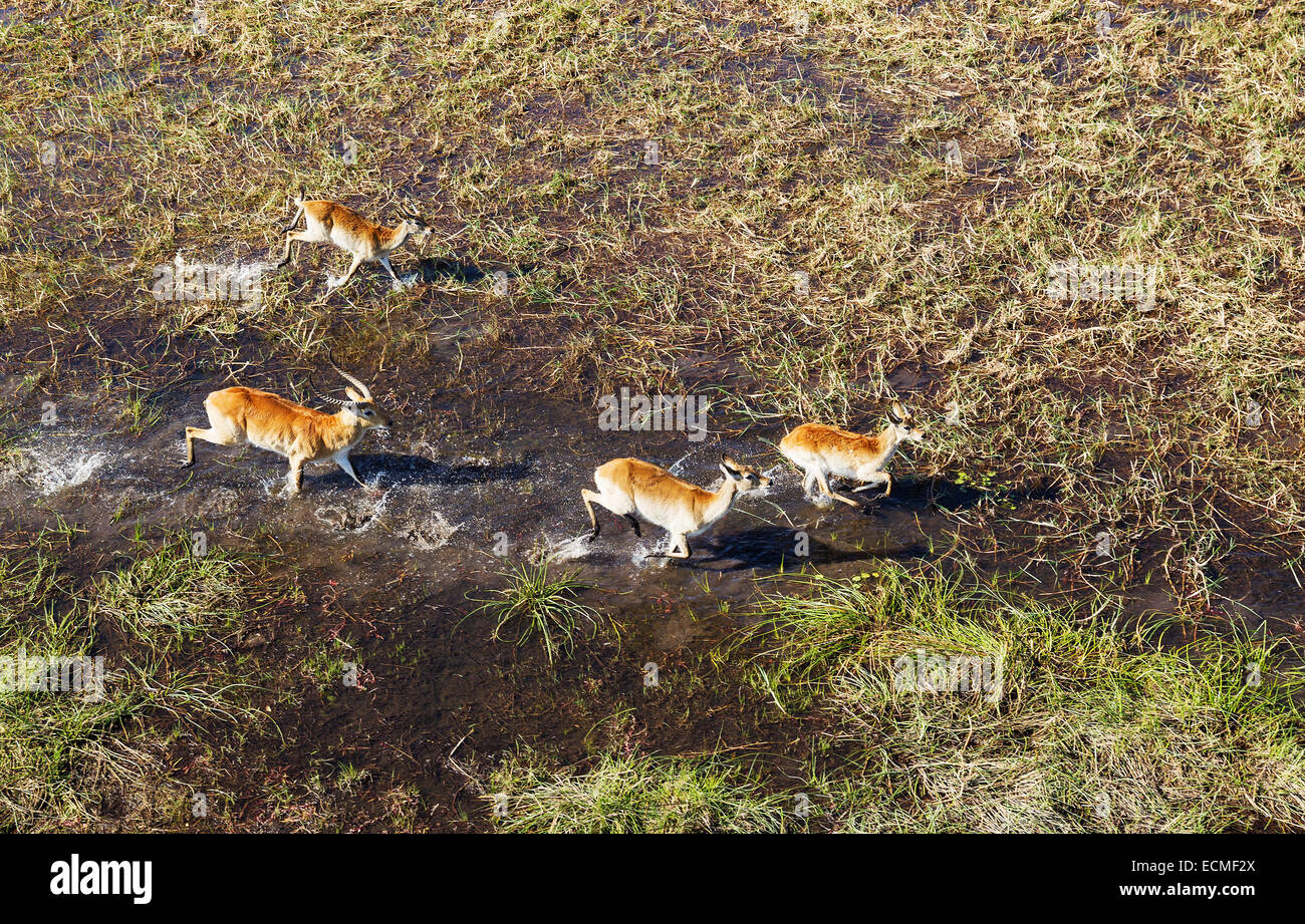 Running freshwater hi-res stock photography and images - Alamy