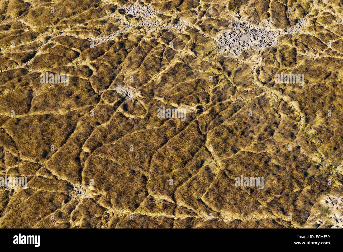 Marshland with animal trails and little muddy pools, aerial view ...