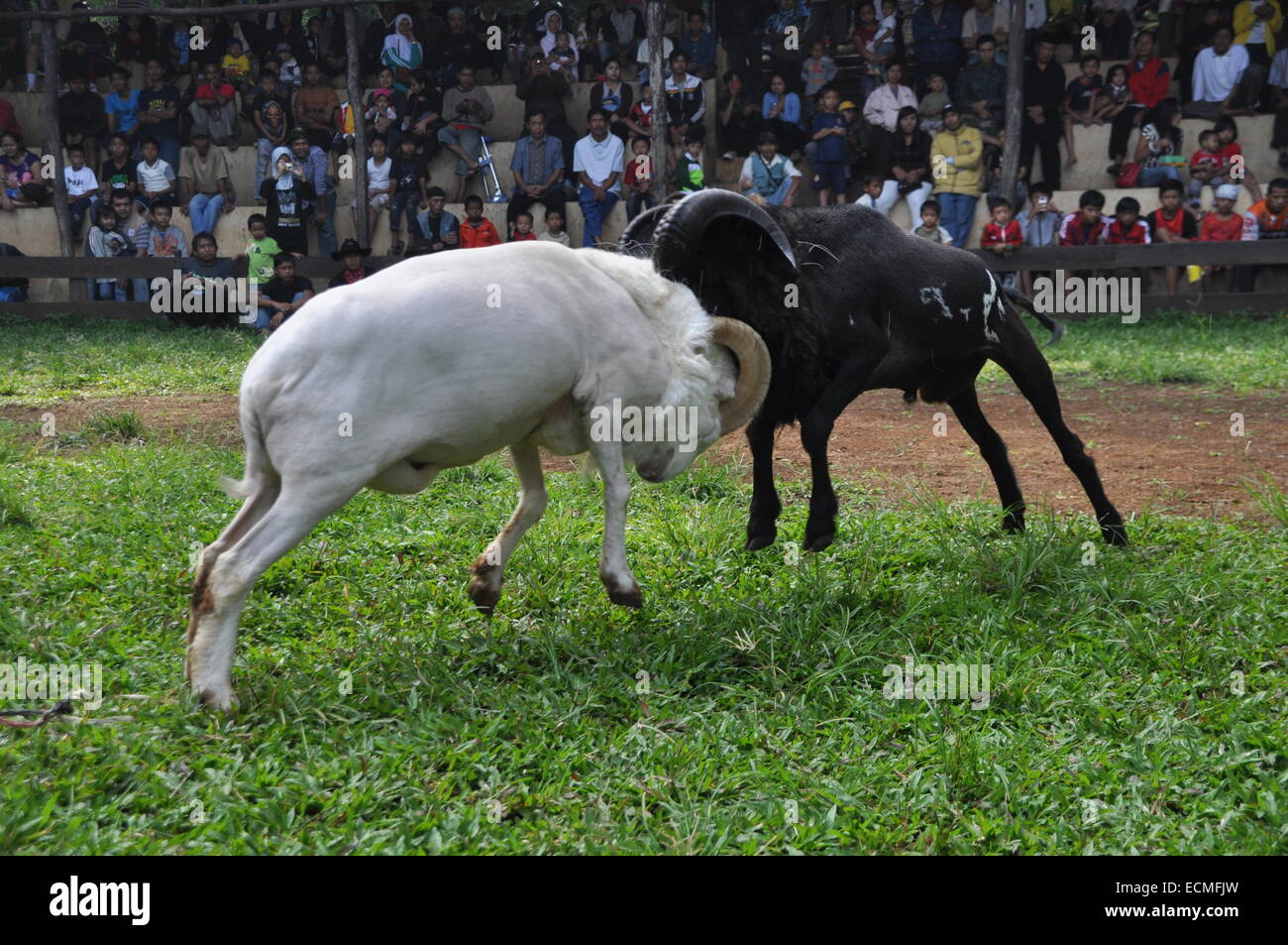 Domba garut hi-res stock photography and images - Alamy