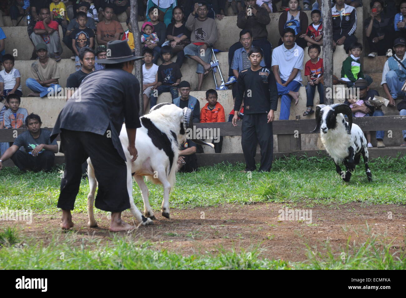 Domba Garut Fighting Stock Photo - Alamy