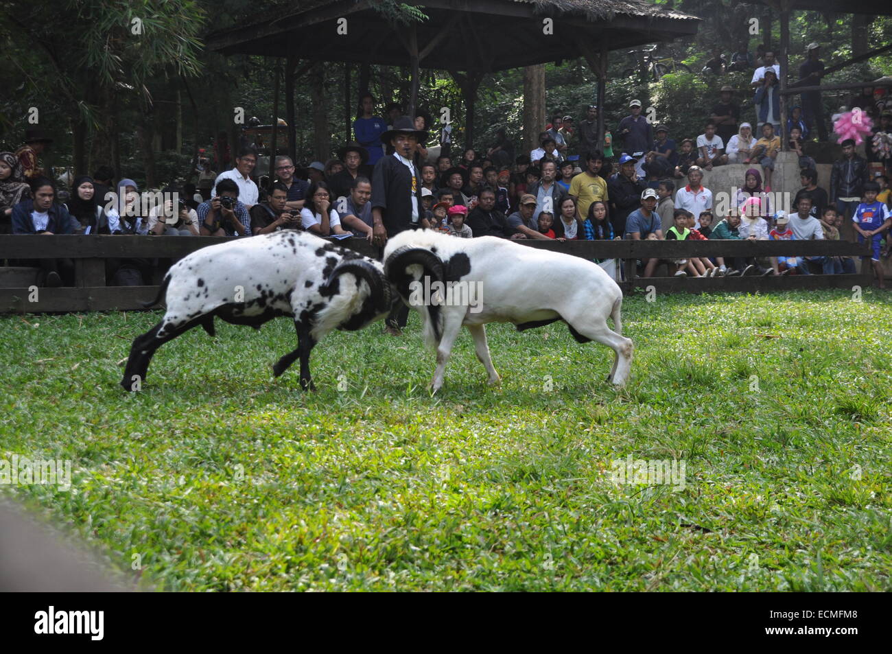 Domba Garut Fighting Stock Photo - Alamy
