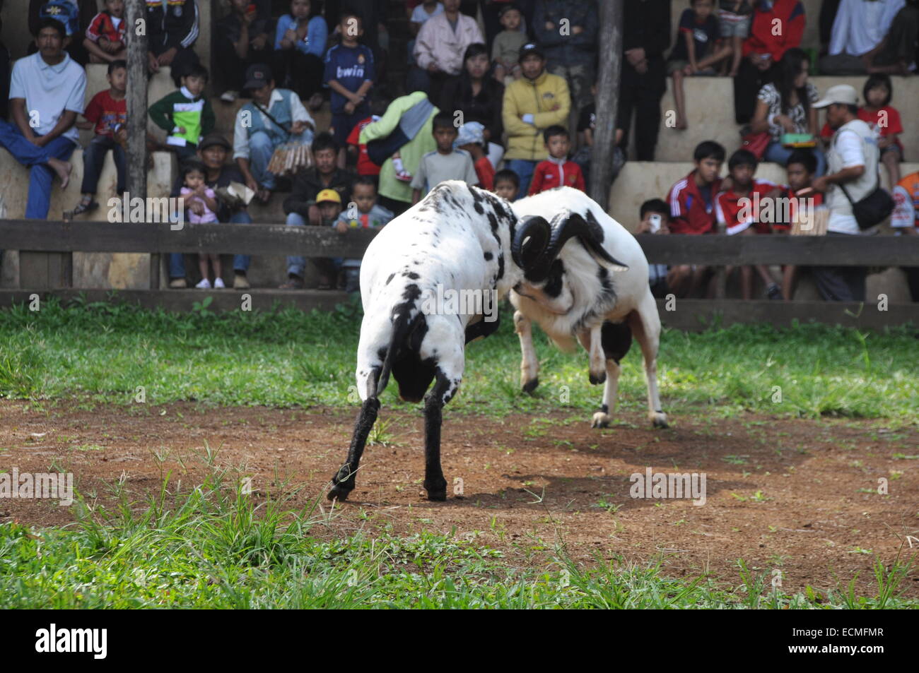 Domba Garut Fighting Stock Photo - Alamy