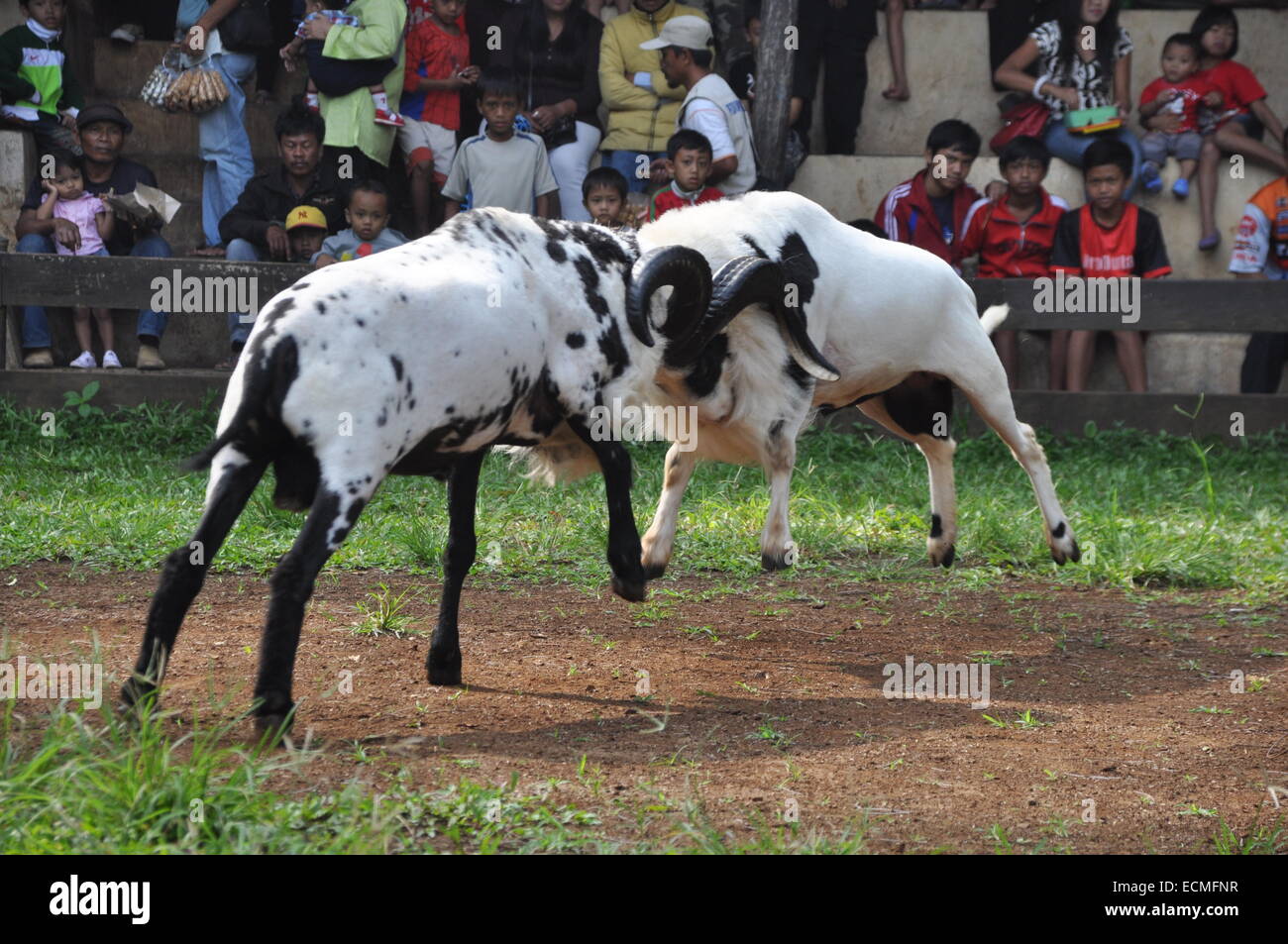 Domba Garut High Resolution Stock Photography and Images - Alamy