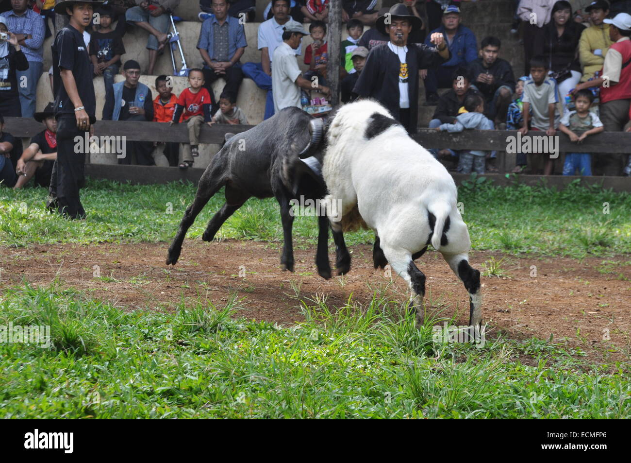 Domba Garut Fighting Stock Photo - Alamy
