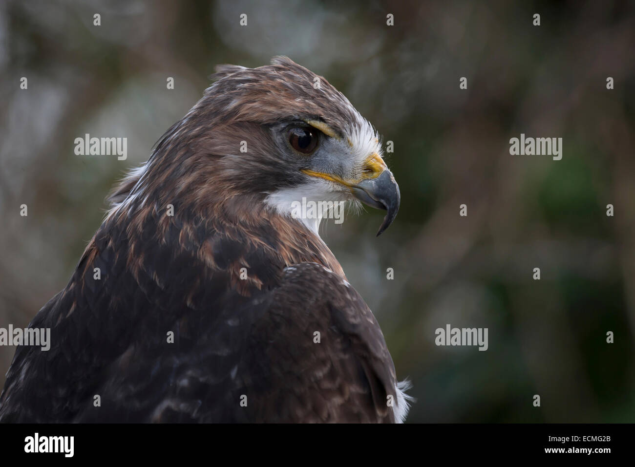 Red-tailed hawk profile looking down and to the right. A detailed ...