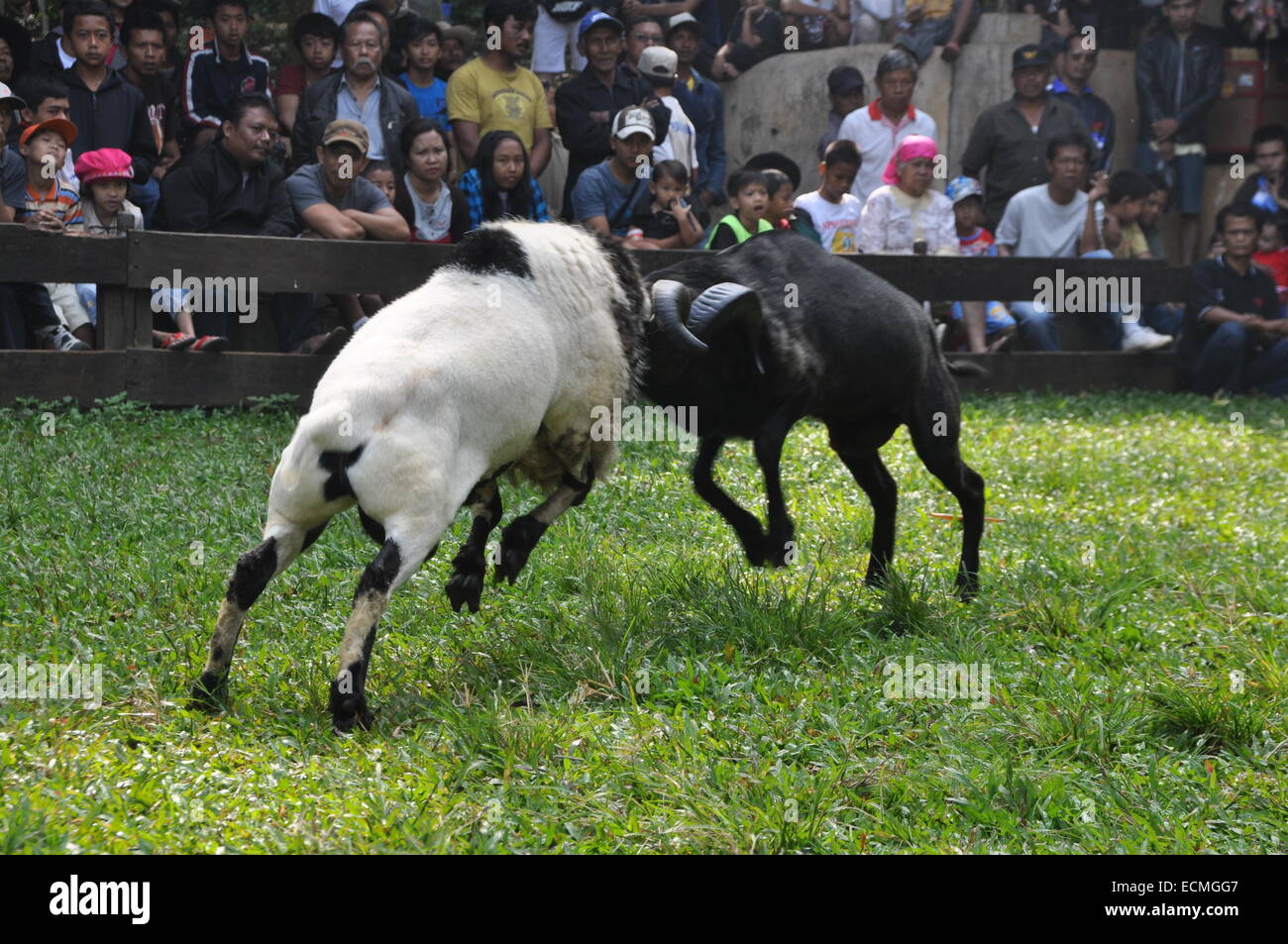 Domba Garut Fighting Stock Photo - Alamy