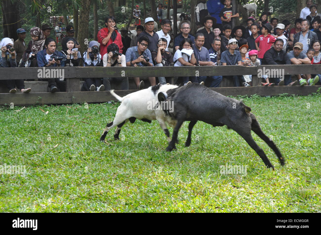 Domba Garut High Resolution Stock Photography and Images - Alamy