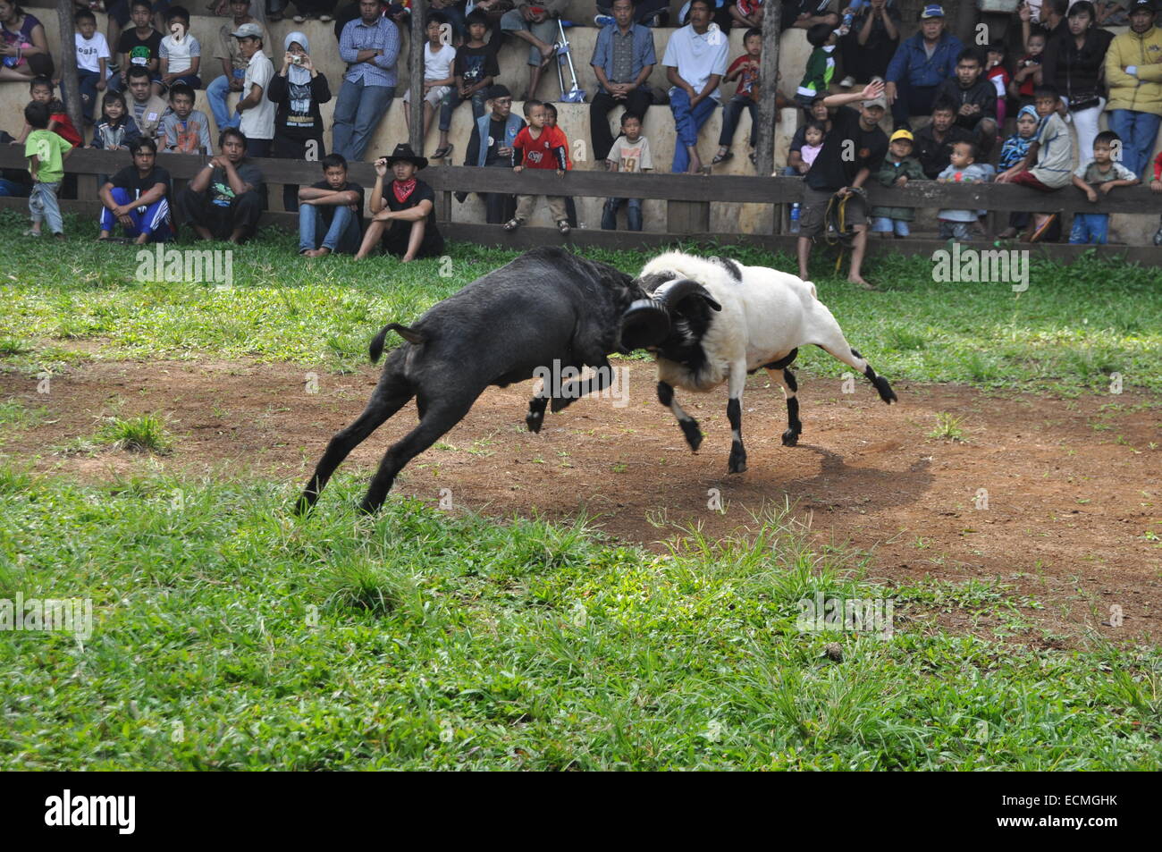 Domba Garut Fighting Stock Photo - Alamy