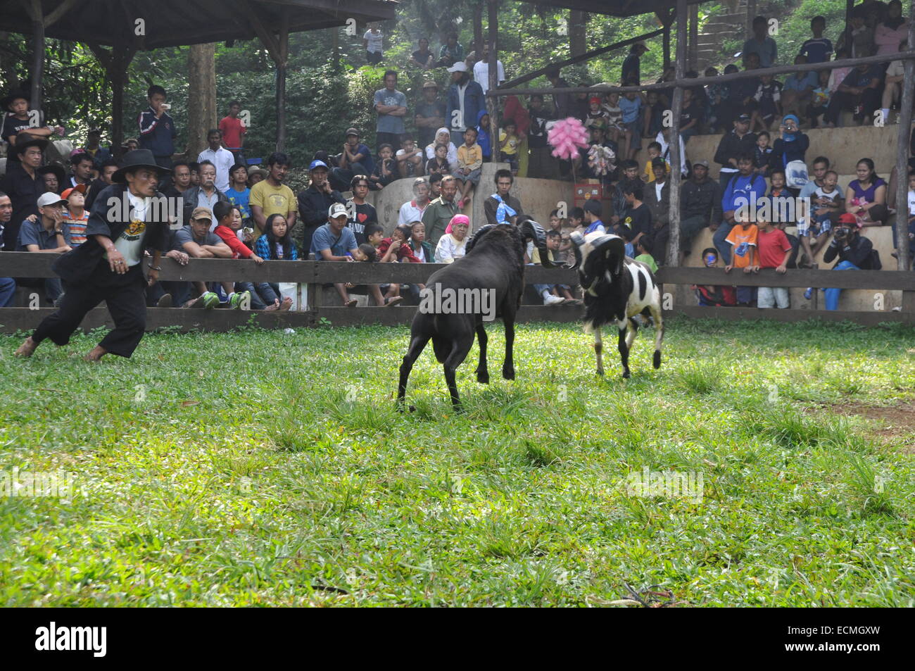 Domba Garut Fighting Stock Photo - Alamy