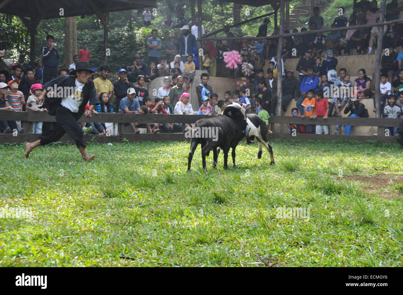 Domba Garut High Resolution Stock Photography and Images - Alamy