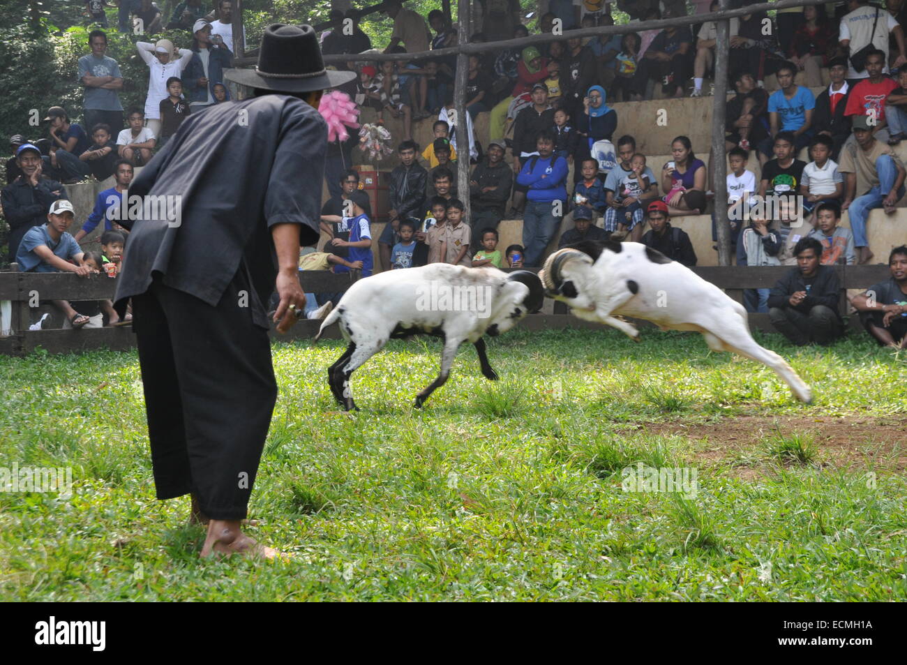 Domba Garut Fighting Stock Photo - Alamy