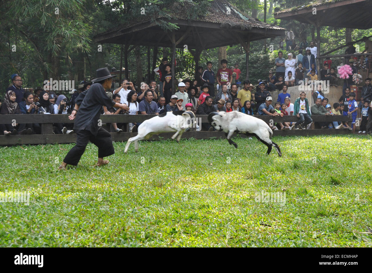 Domba Garut Fighting Stock Photo - Alamy