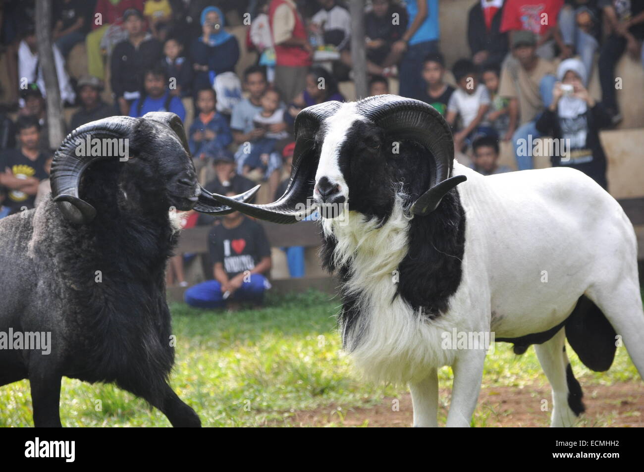Domba Garut Fighting Stock Photo - Alamy