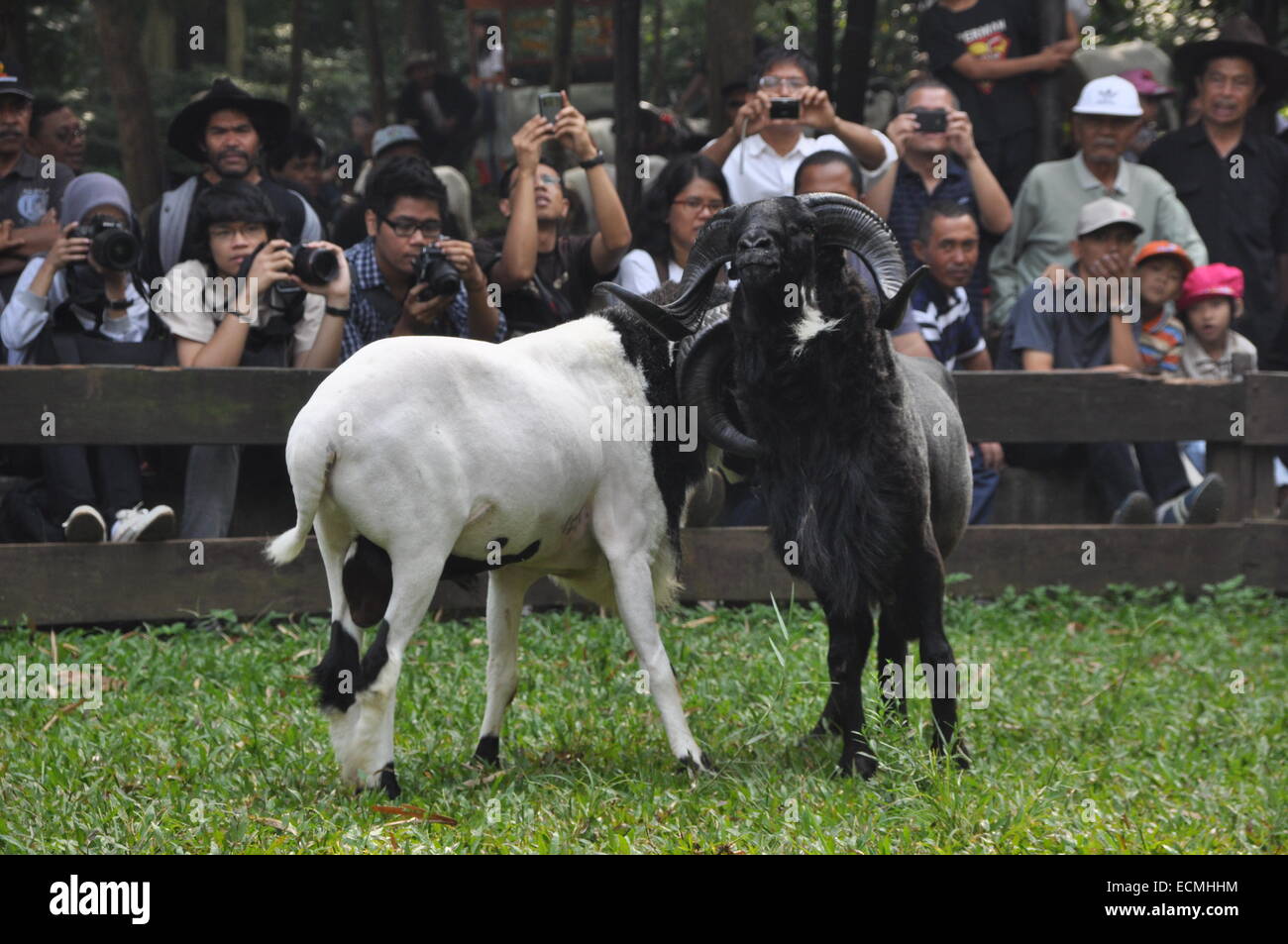 Domba Garut Fighting Stock Photo - Alamy