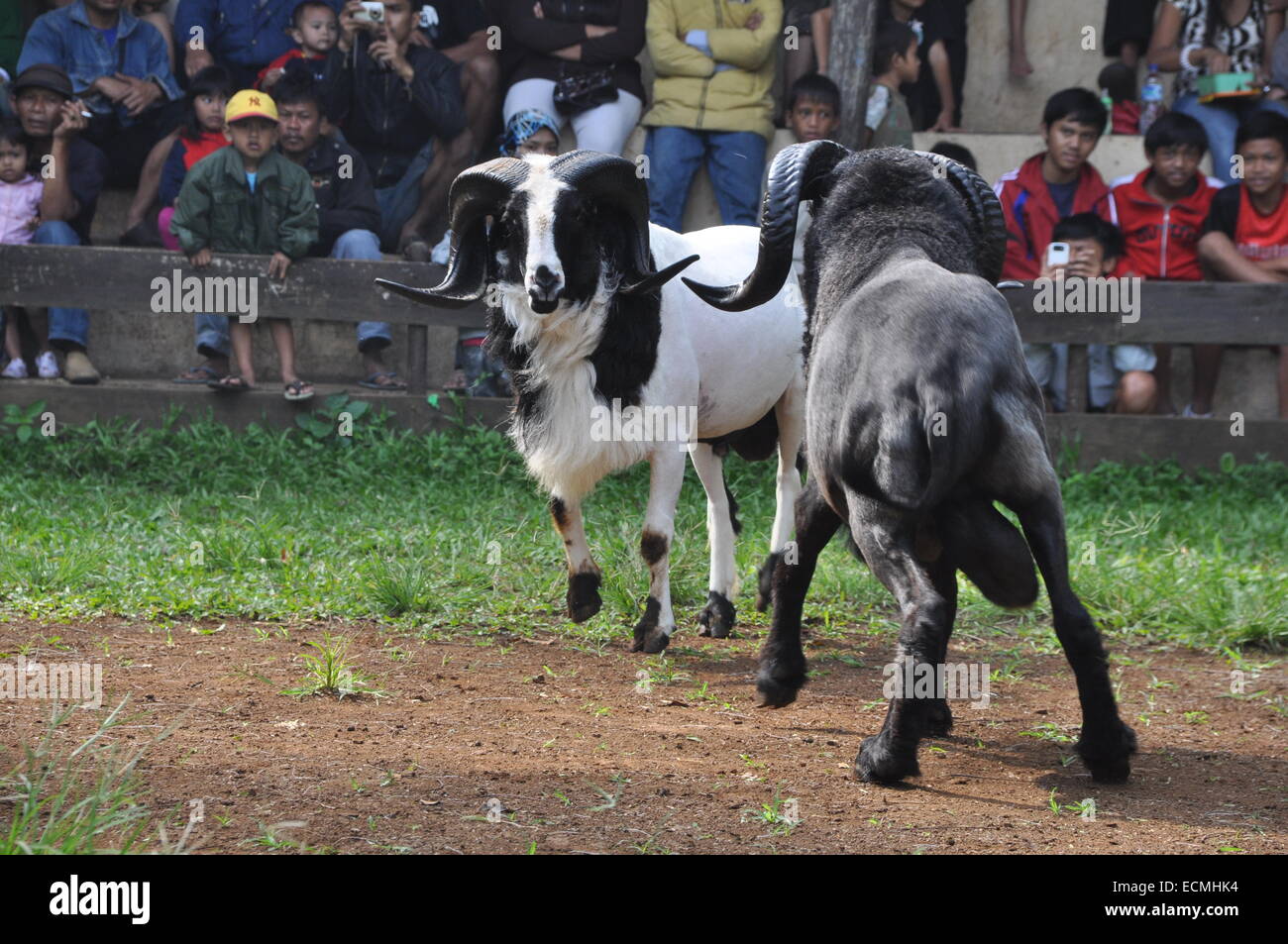 Domba Garut Fighting Stock Photo - Alamy