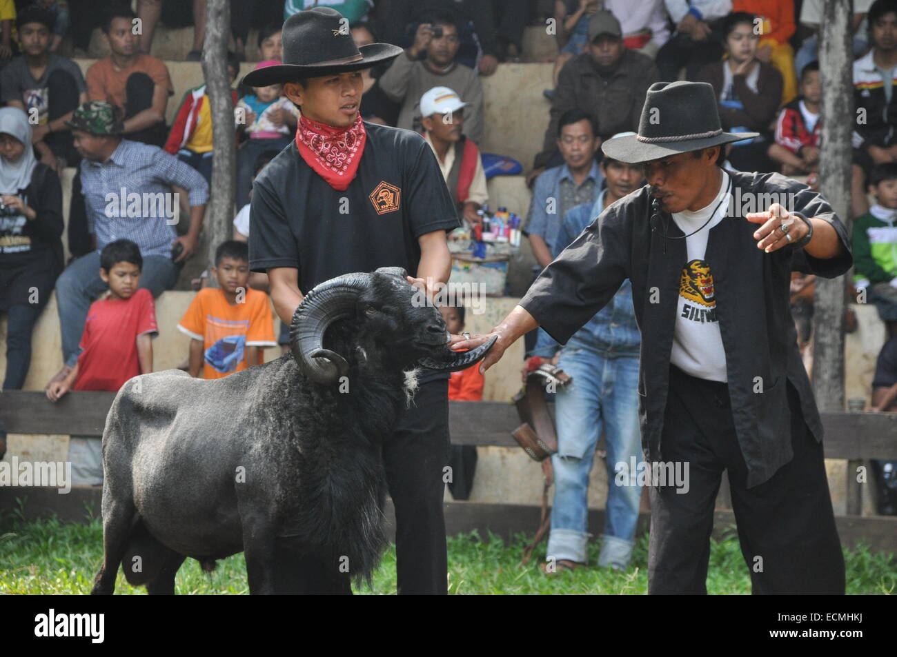 Domba Garut Fighting Stock Photo - Alamy