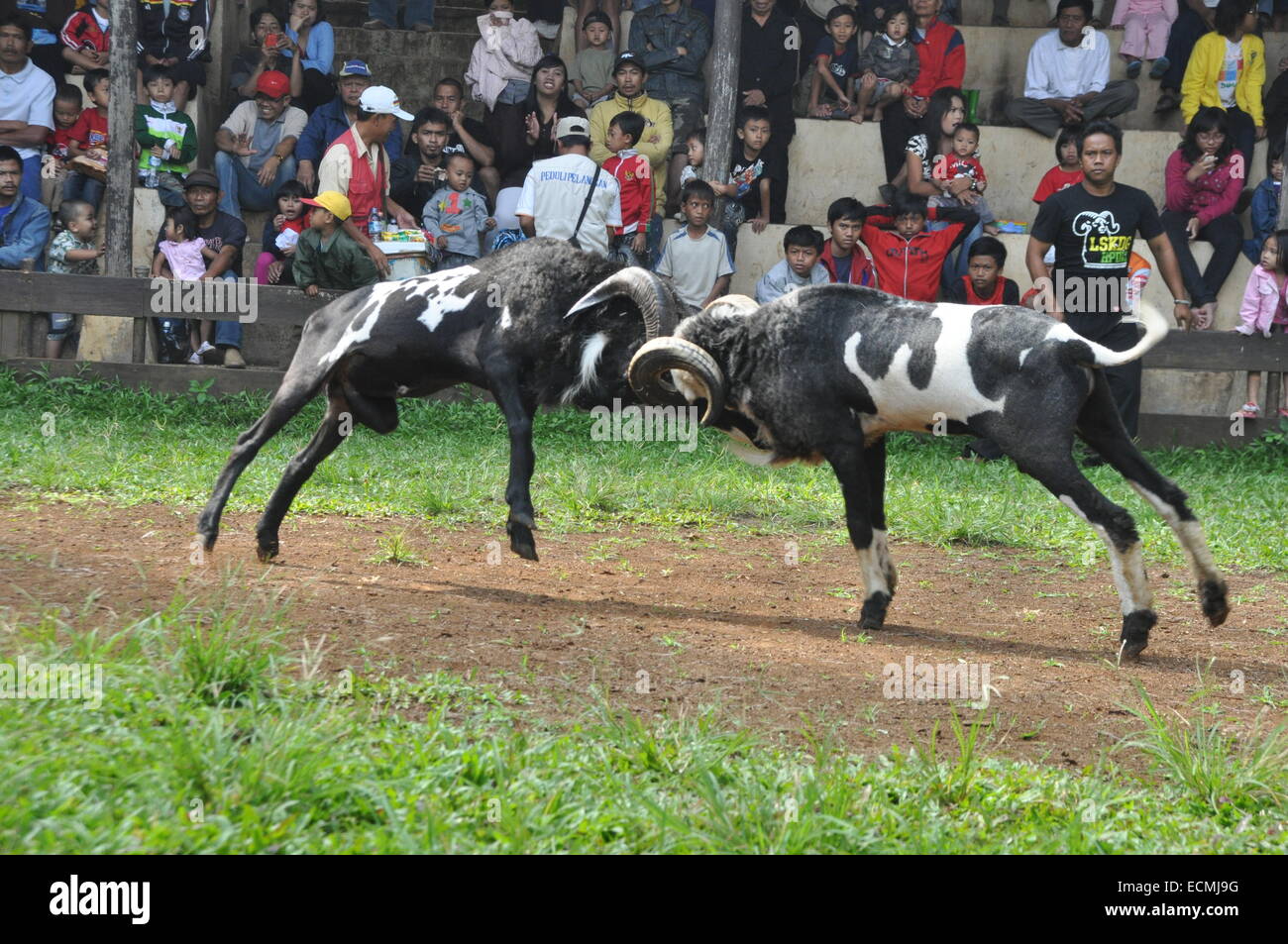 Domba Garut Fighting Stock Photo - Alamy