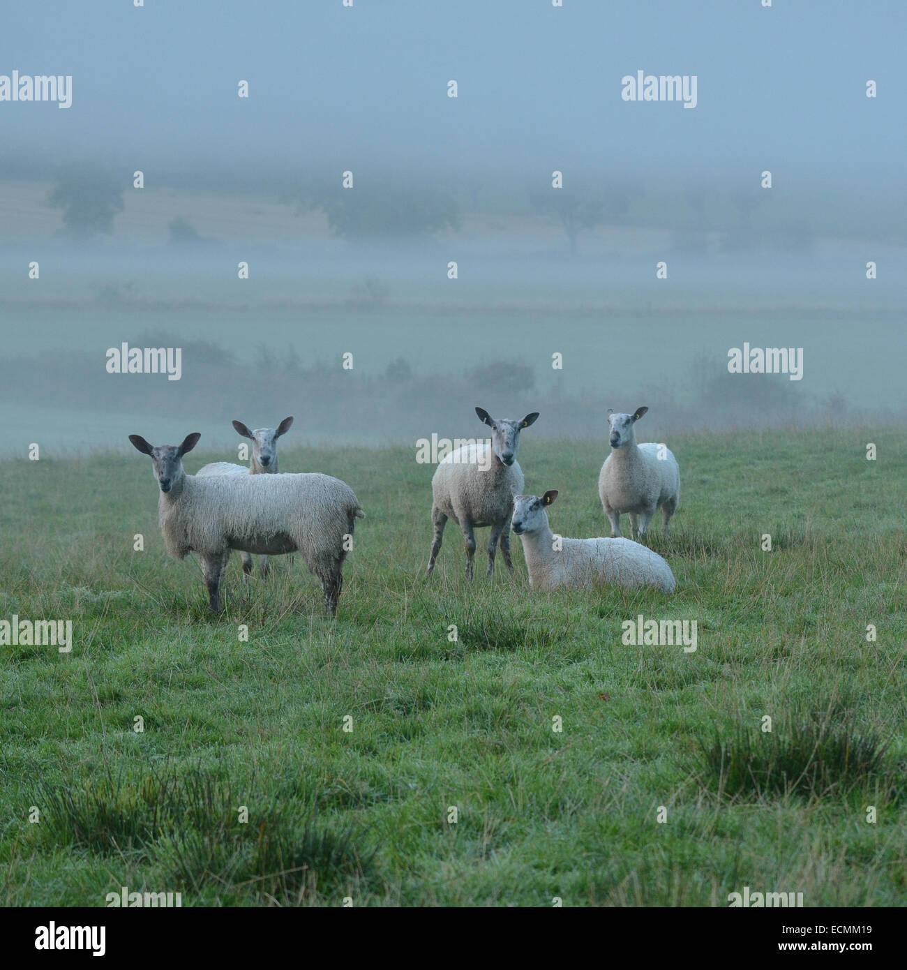 Small flock of inquisitive sheep staring at camera Stock Photo - Alamy
