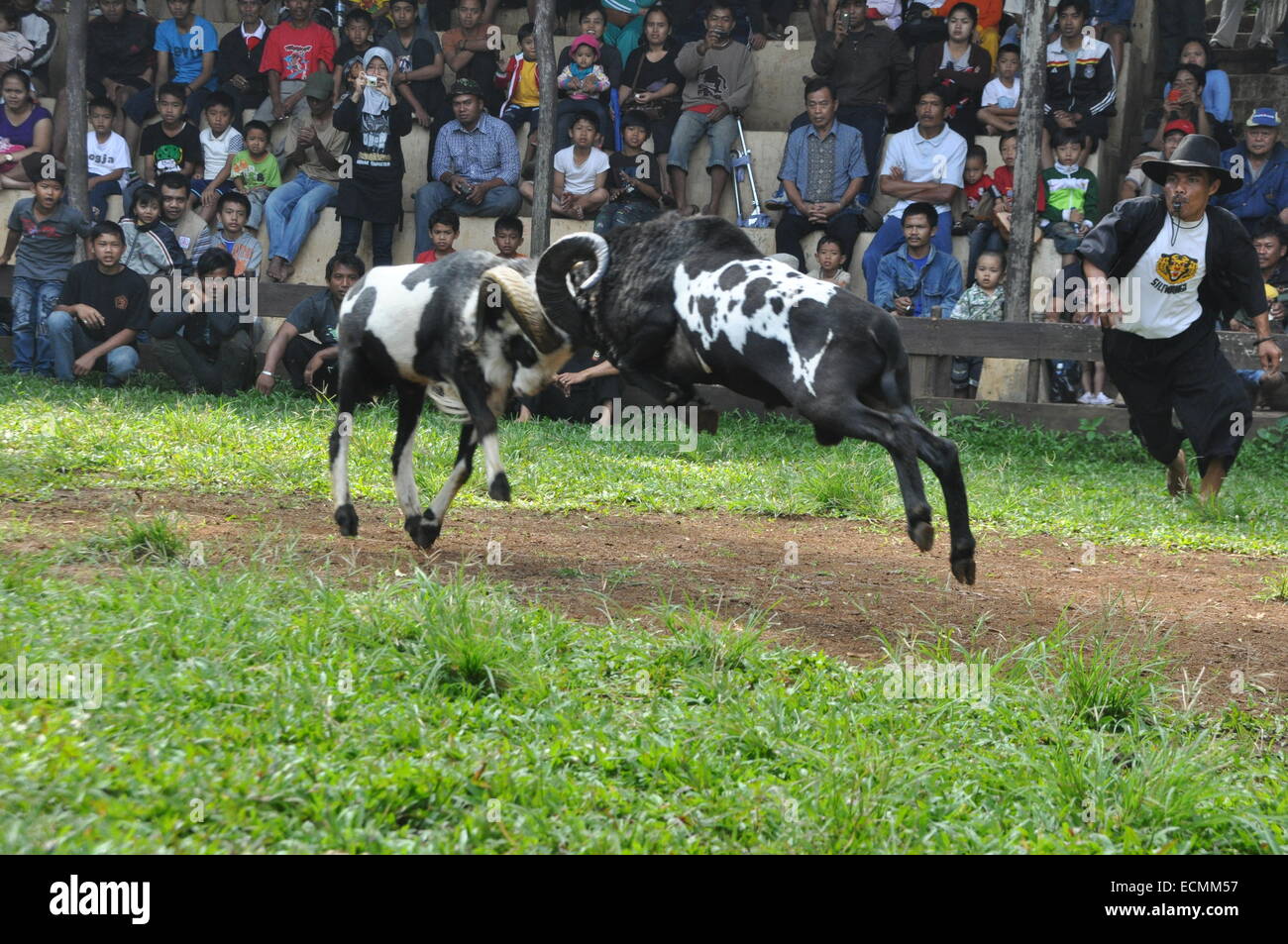 Domba Garut Fighting Stock Photo - Alamy