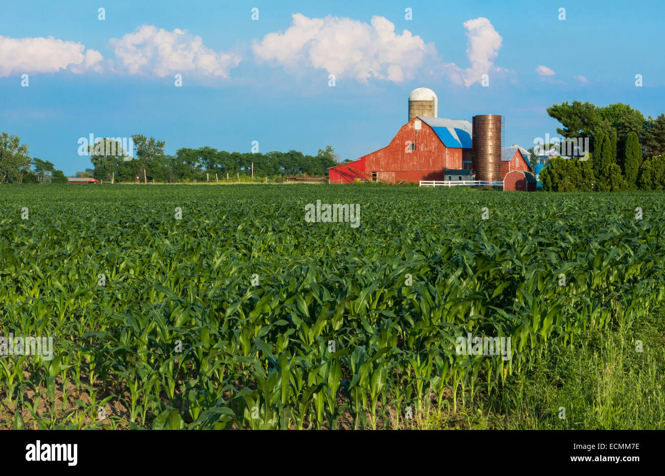 Milford Center Ohio farm with red barn and corn owned by Jim Watkins ...