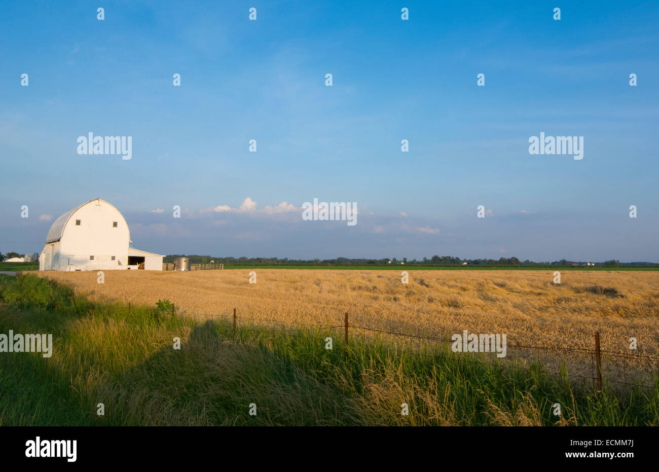 Plain City Ohio farm with white barn and wheat Midwest farming near ...