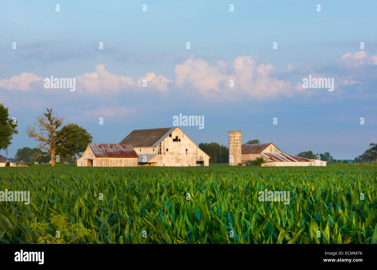 Plain City Ohio farm with white barn and corn Midwest farming near ...