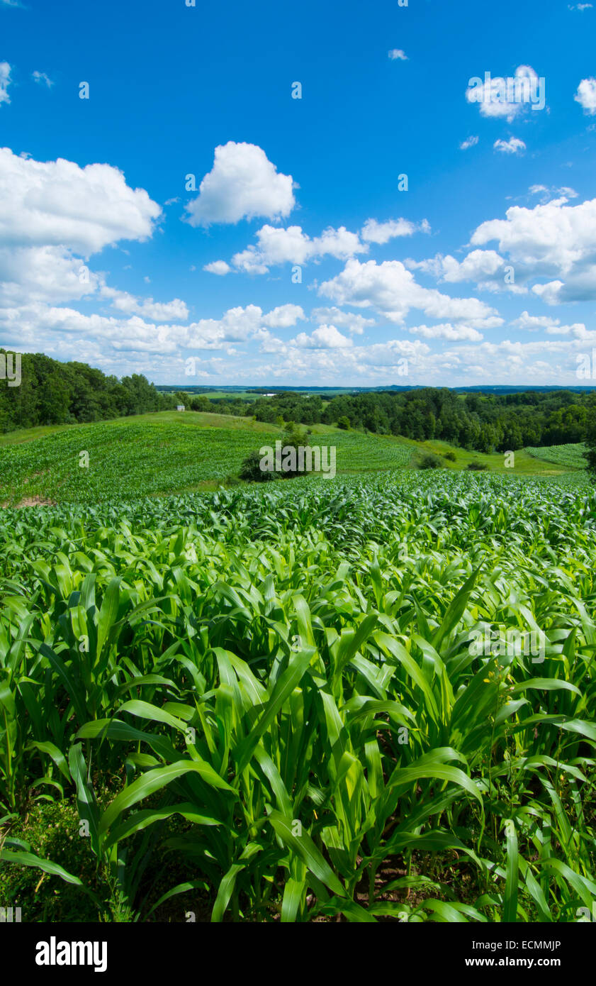 Eau Claire Wisconsin farming corn fields farm in hills of outside the ...