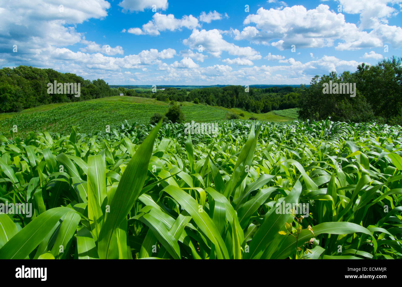 Eau Claire Wisconsin farming corn fields farm in hills of outside the ...