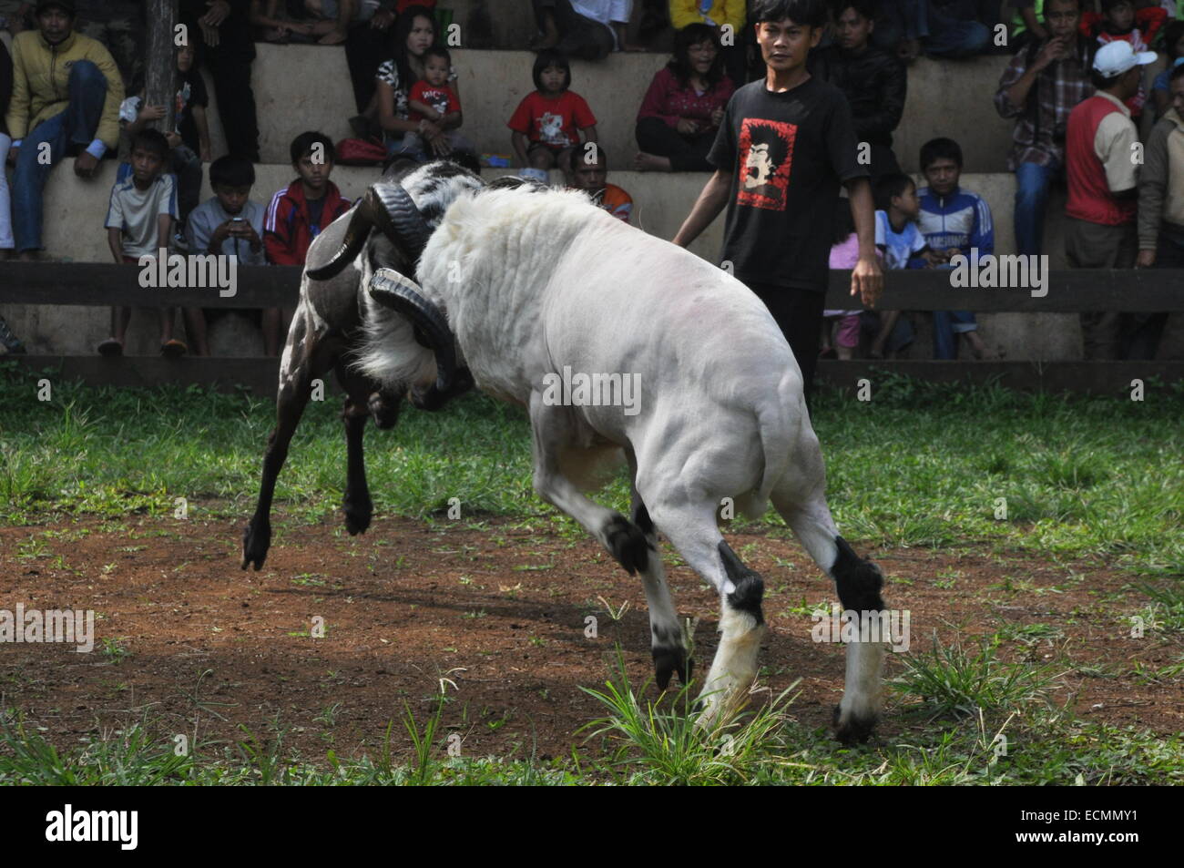 Domba Garut Fighting Stock Photo - Alamy
