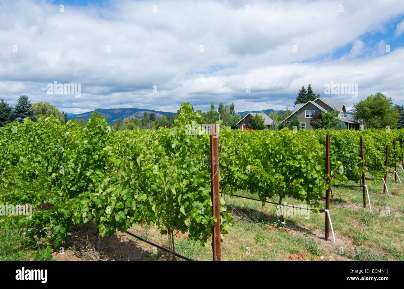Hood River Oregon winery called Cathedral Ridge Winery with grapes and ...