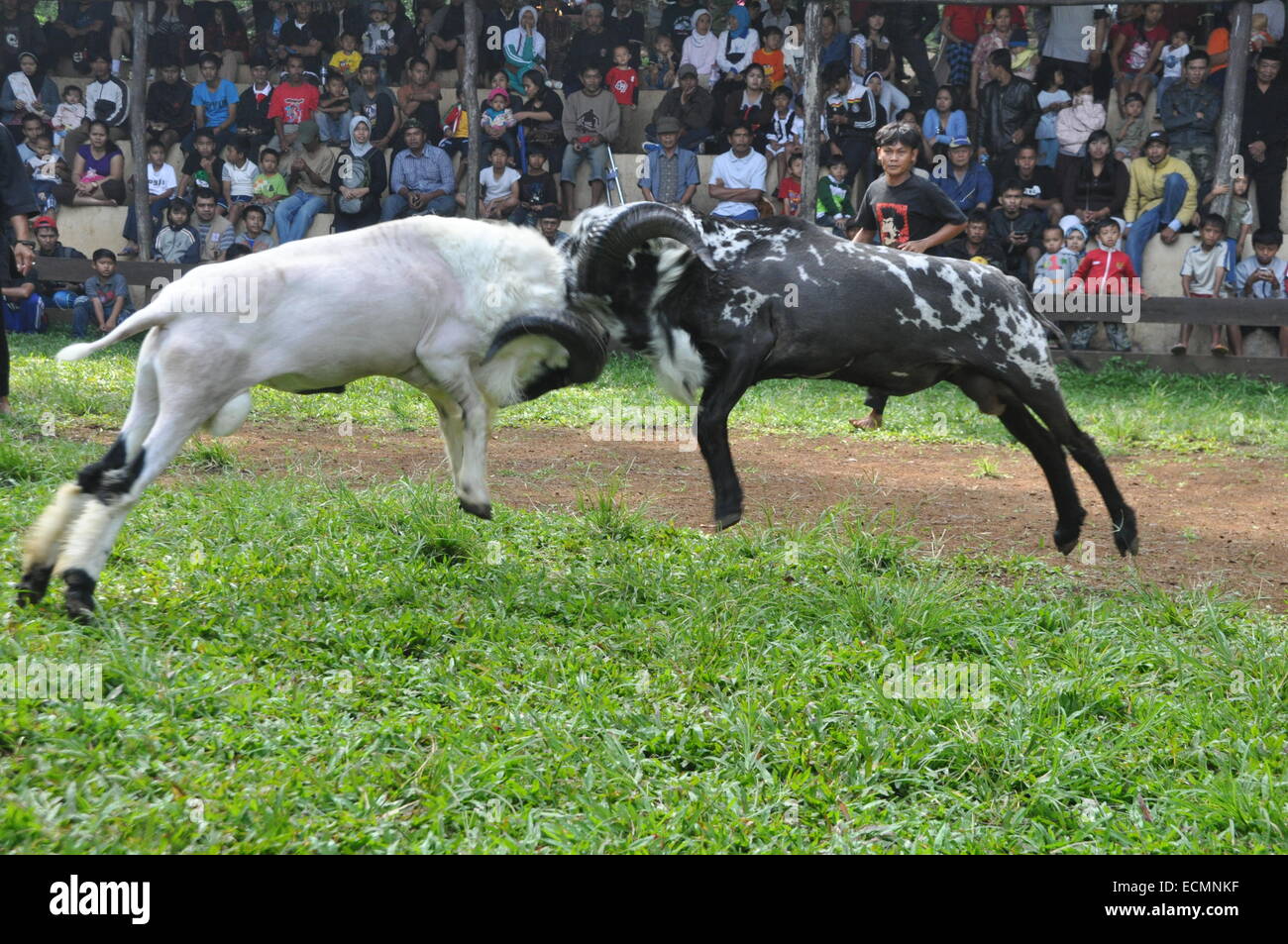 Domba Garut Fighting Stock Photo - Alamy