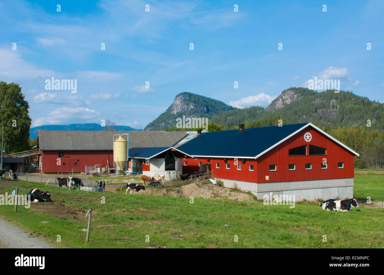 Nes Norway red barn on dairy farm with cows and mountains Stock Photo ...