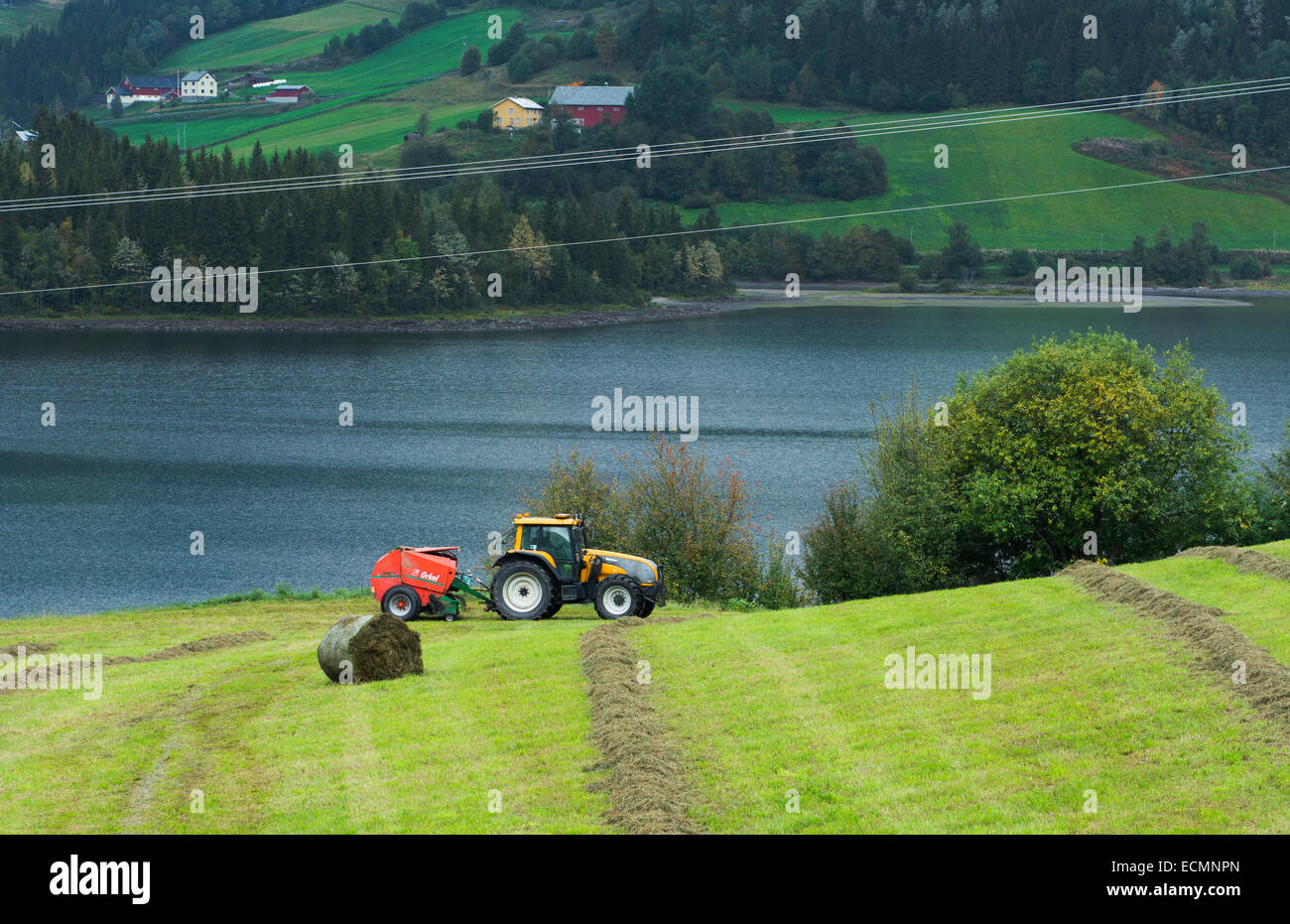 Fagernes Norway farming tractor riding and rolling wheat for cattle ...