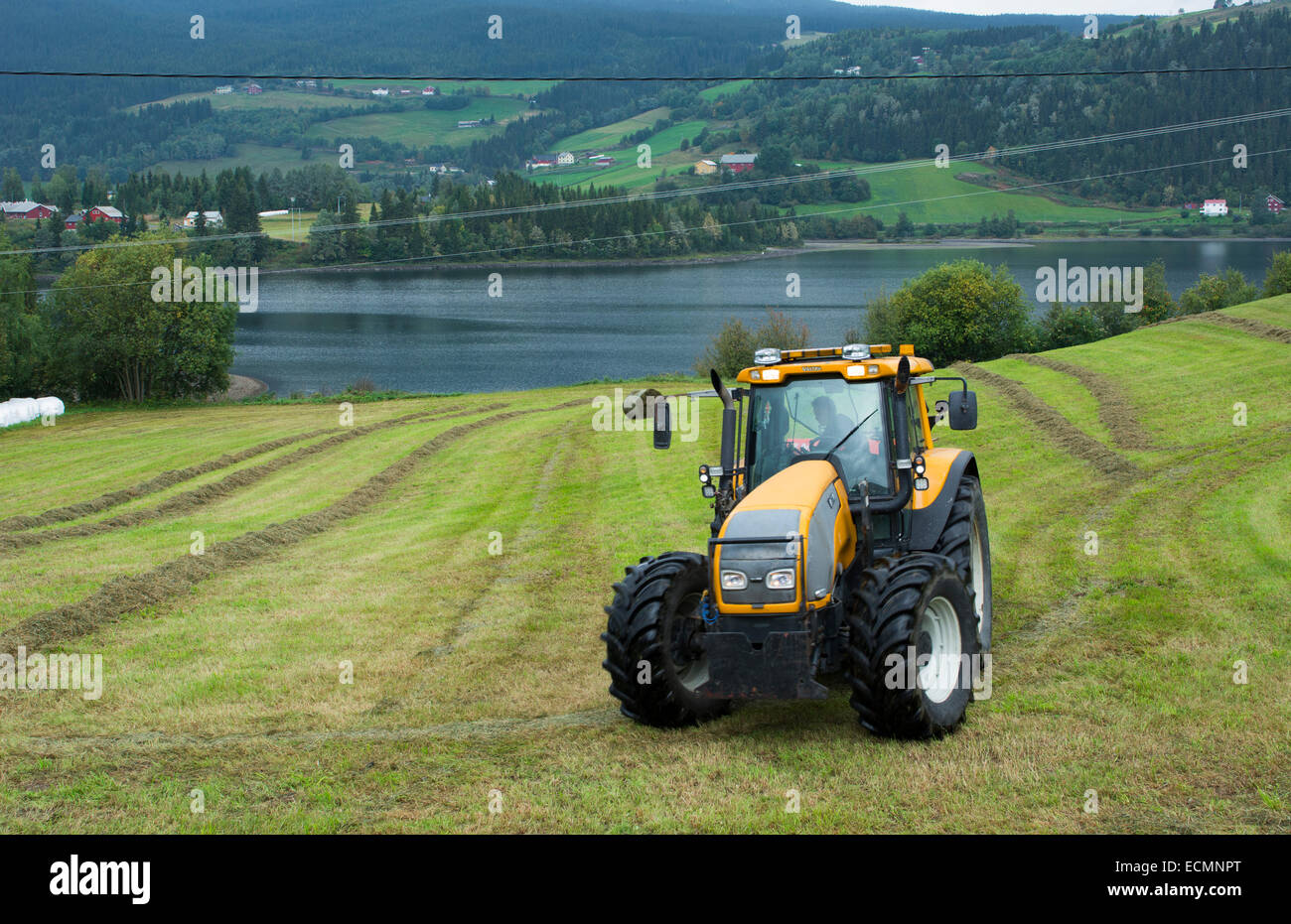 Fagernes Norway farming tractor riding and rolling wheat for cattle ...