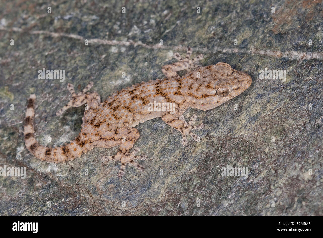 Moorish Wall Gecko, Crocodile gecko, European common gecko, Mauergecko ...