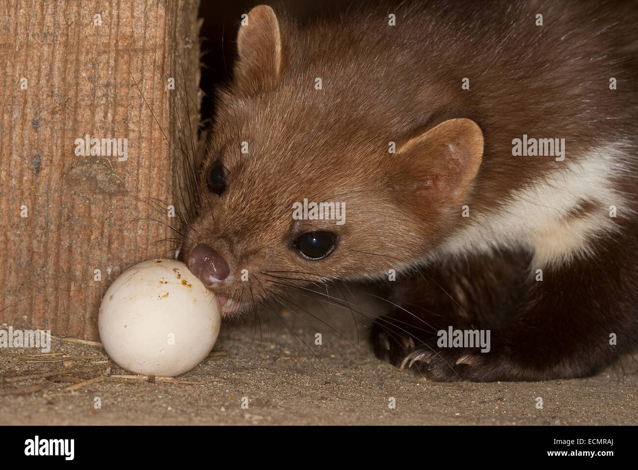 Beech marten, stone marten, hen's egg, Steinmarder, Stein-Marder ...