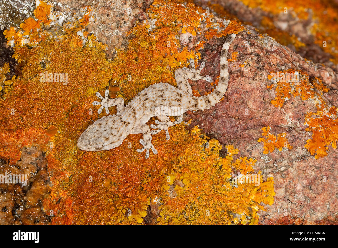Moorish Wall Gecko, Crocodile gecko, European common gecko, Mauergecko ...