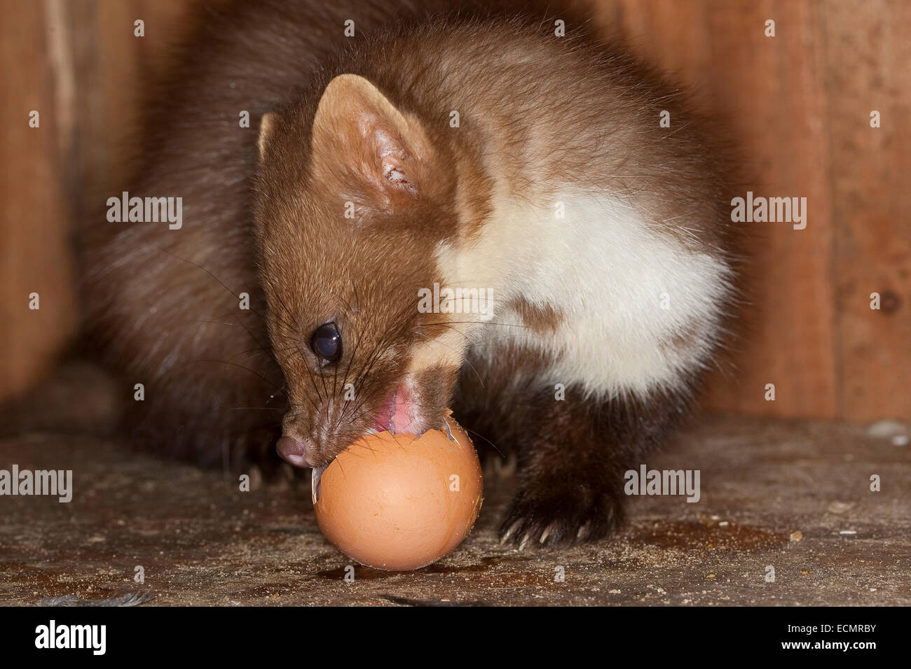 Beech marten, stone marten, hen's egg, Steinmarder, Stein-Marder ...