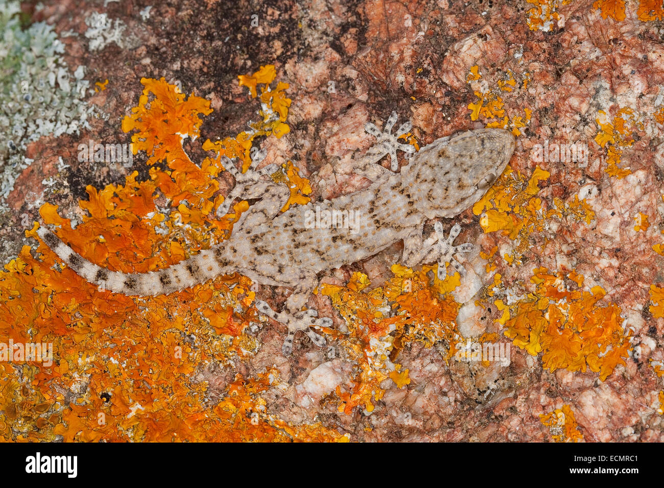 Moorish Wall Gecko, Crocodile gecko, European common gecko, Mauergecko ...