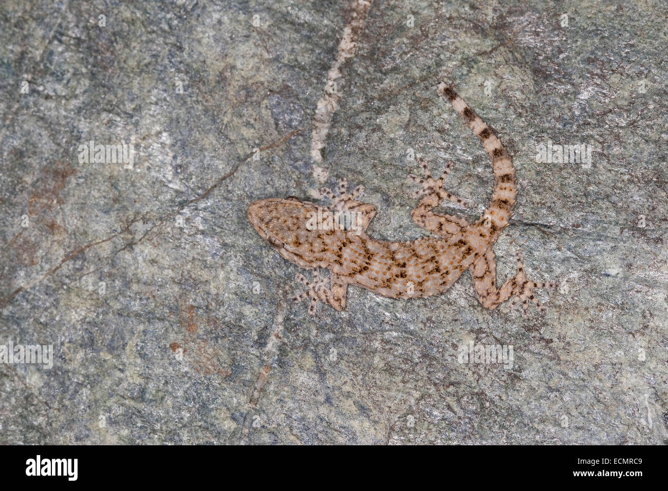 Moorish Wall Gecko, Crocodile gecko, European common gecko, Mauergecko ...