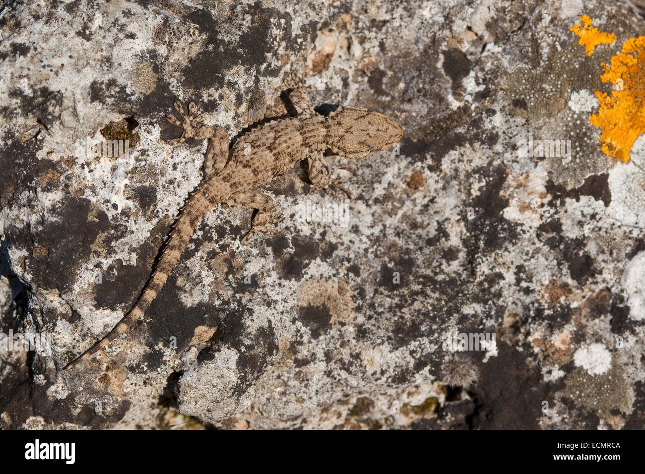 Moorish Wall Gecko, Crocodile gecko, European common gecko, Mauergecko ...