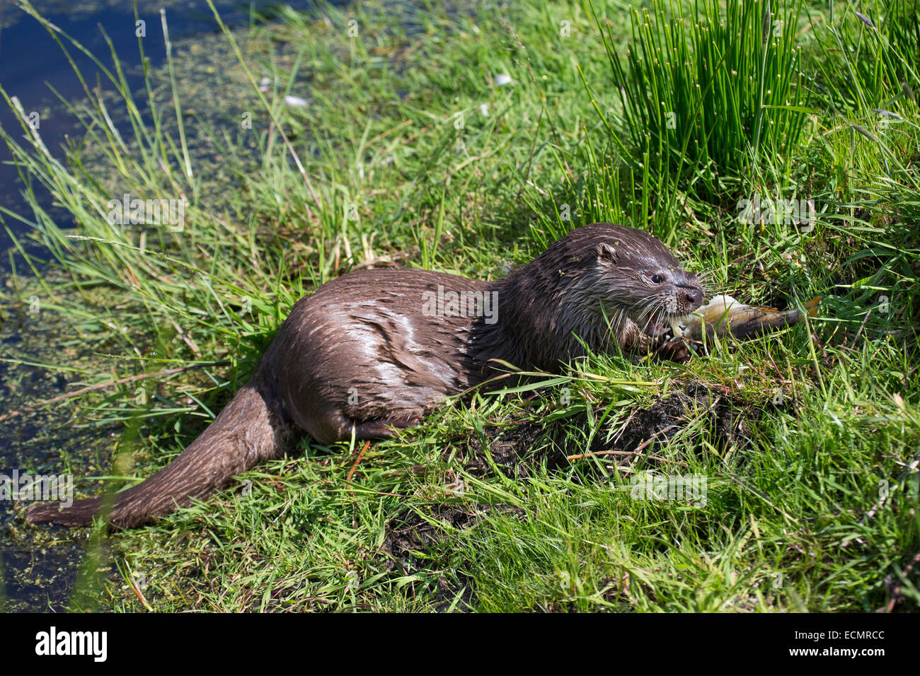 Otter with prey hi-res stock photography and images - Alamy
