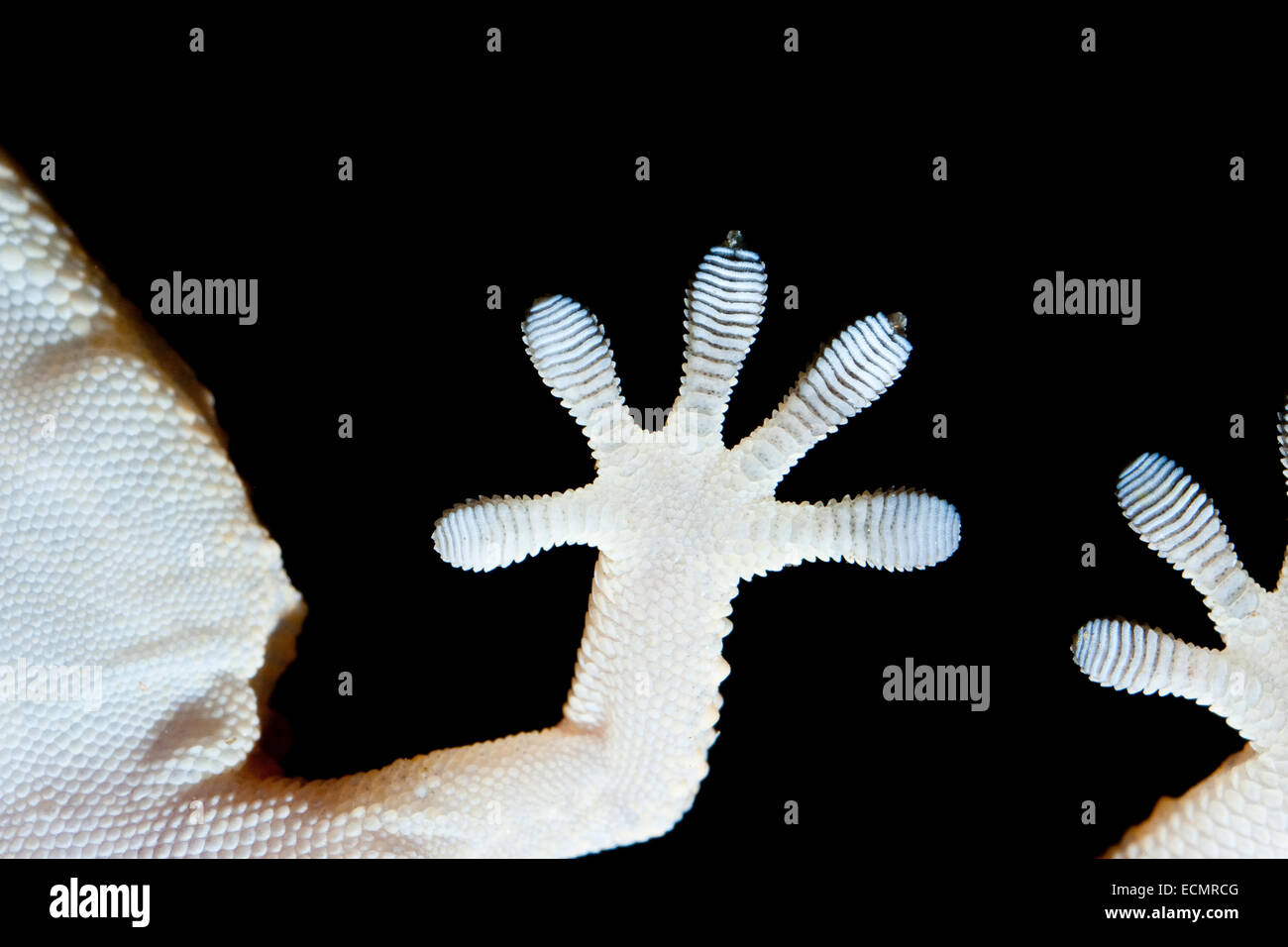 Mauergecko hi-res stock photography and images - Alamy