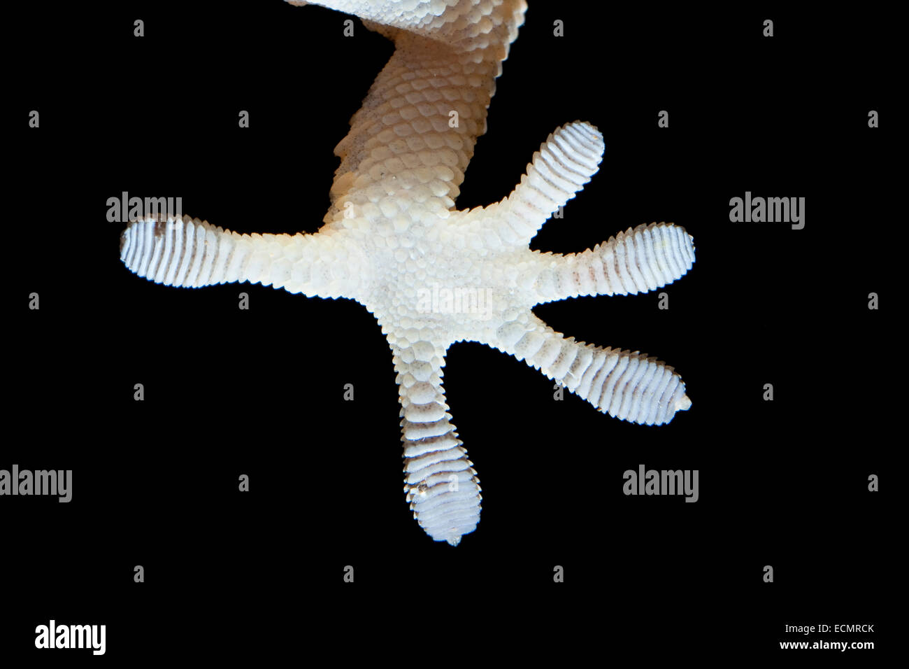 Mauergecko hi-res stock photography and images - Alamy