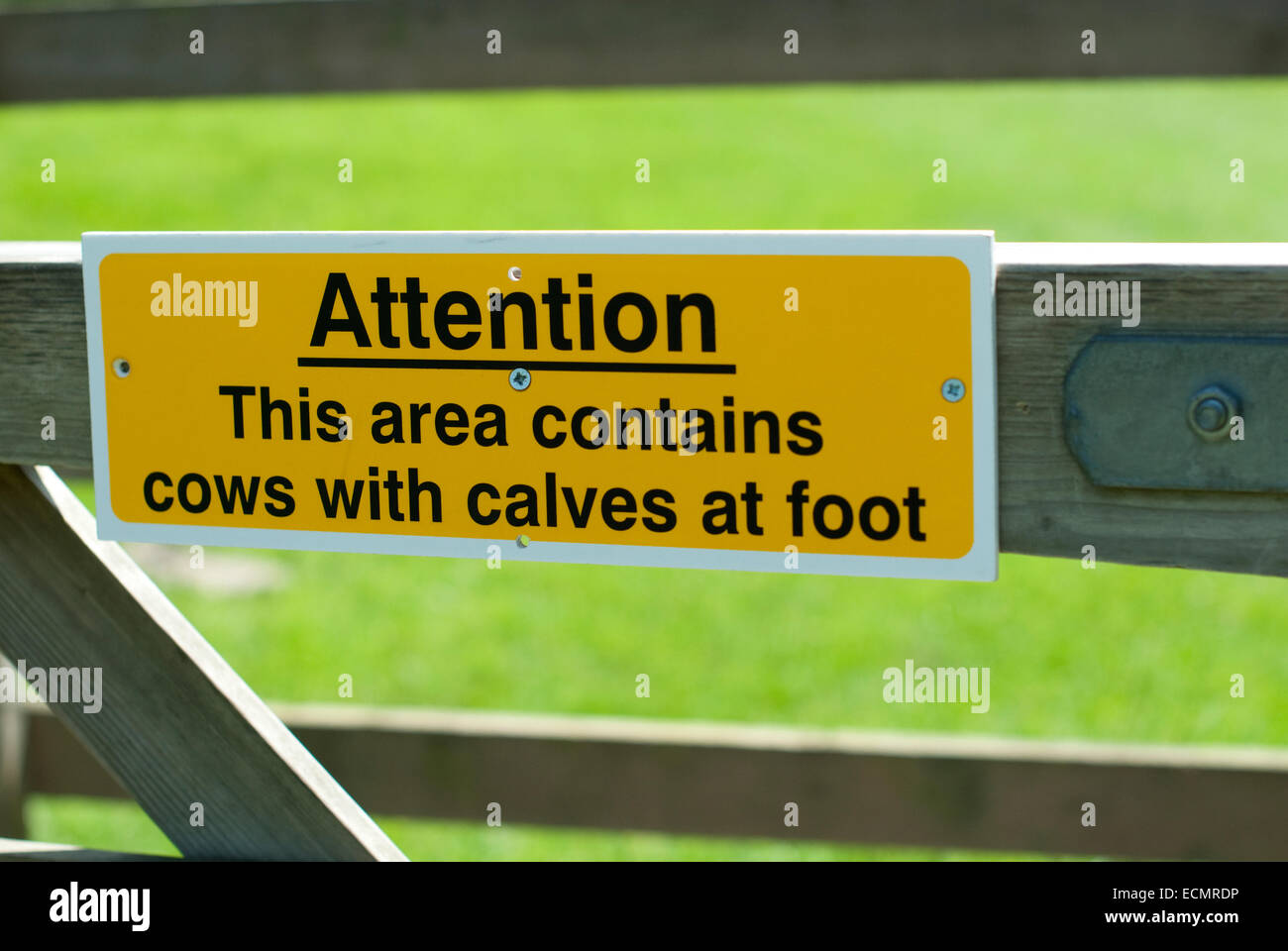Documentary image of sign post warning walkers that cows have calves in ...