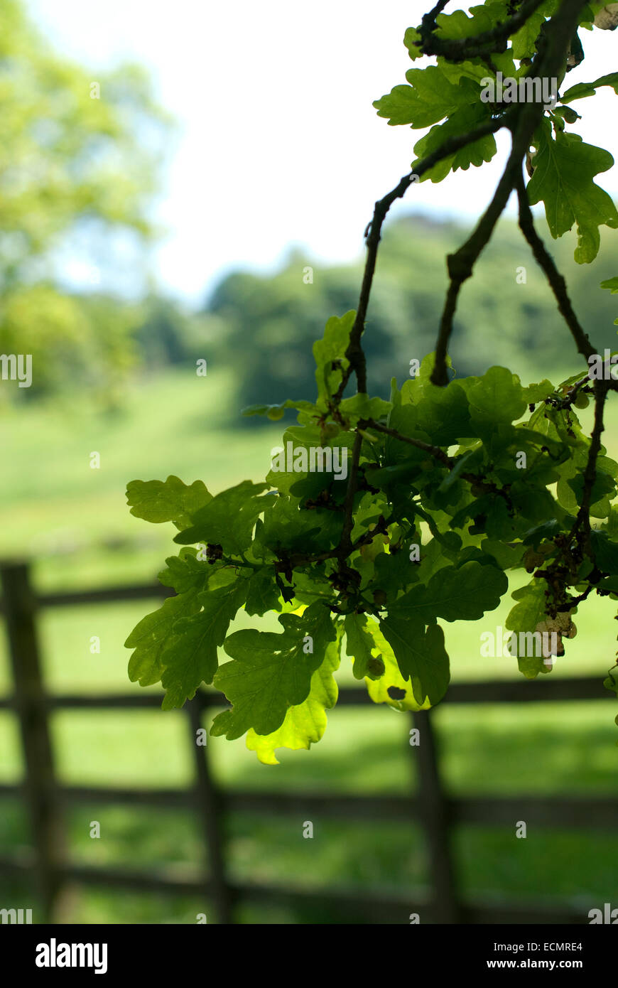 Drooping at a branch hi-res stock photography and images - Alamy