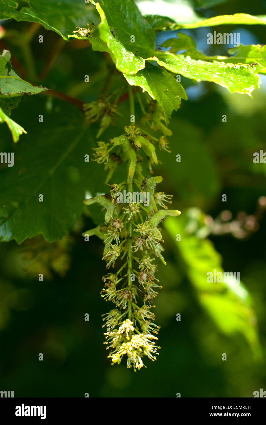 Sycamore key hi-res stock photography and images - Alamy