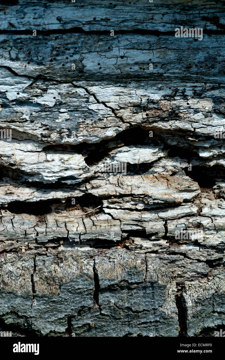 Contrast in texture hi-res stock photography and images - Alamy