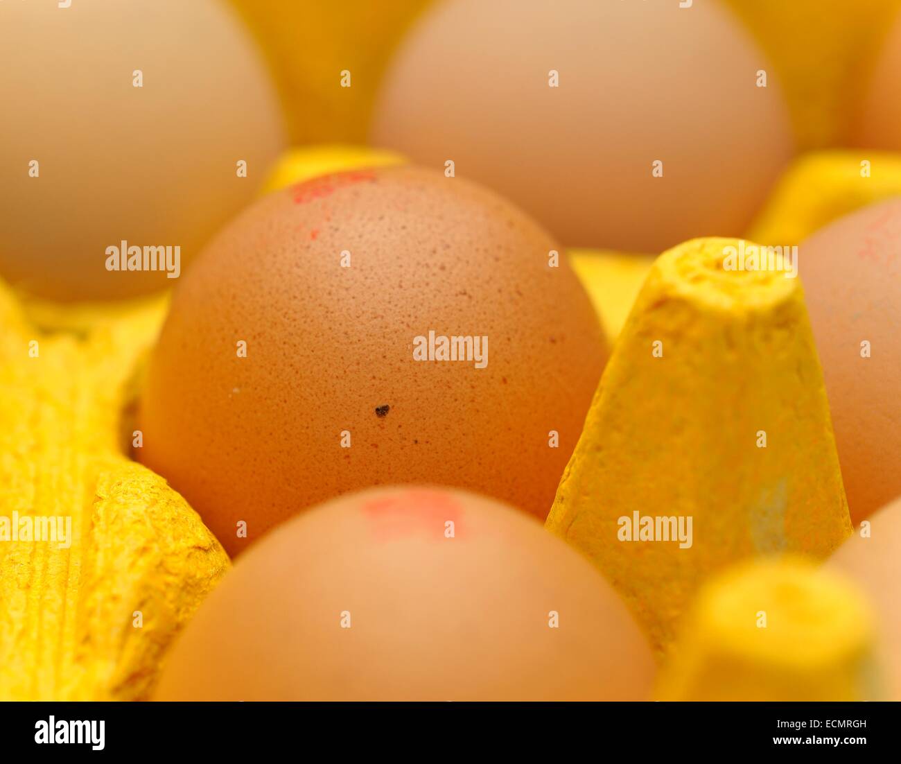 Close up whole brown egg hi-res stock photography and images - Alamy