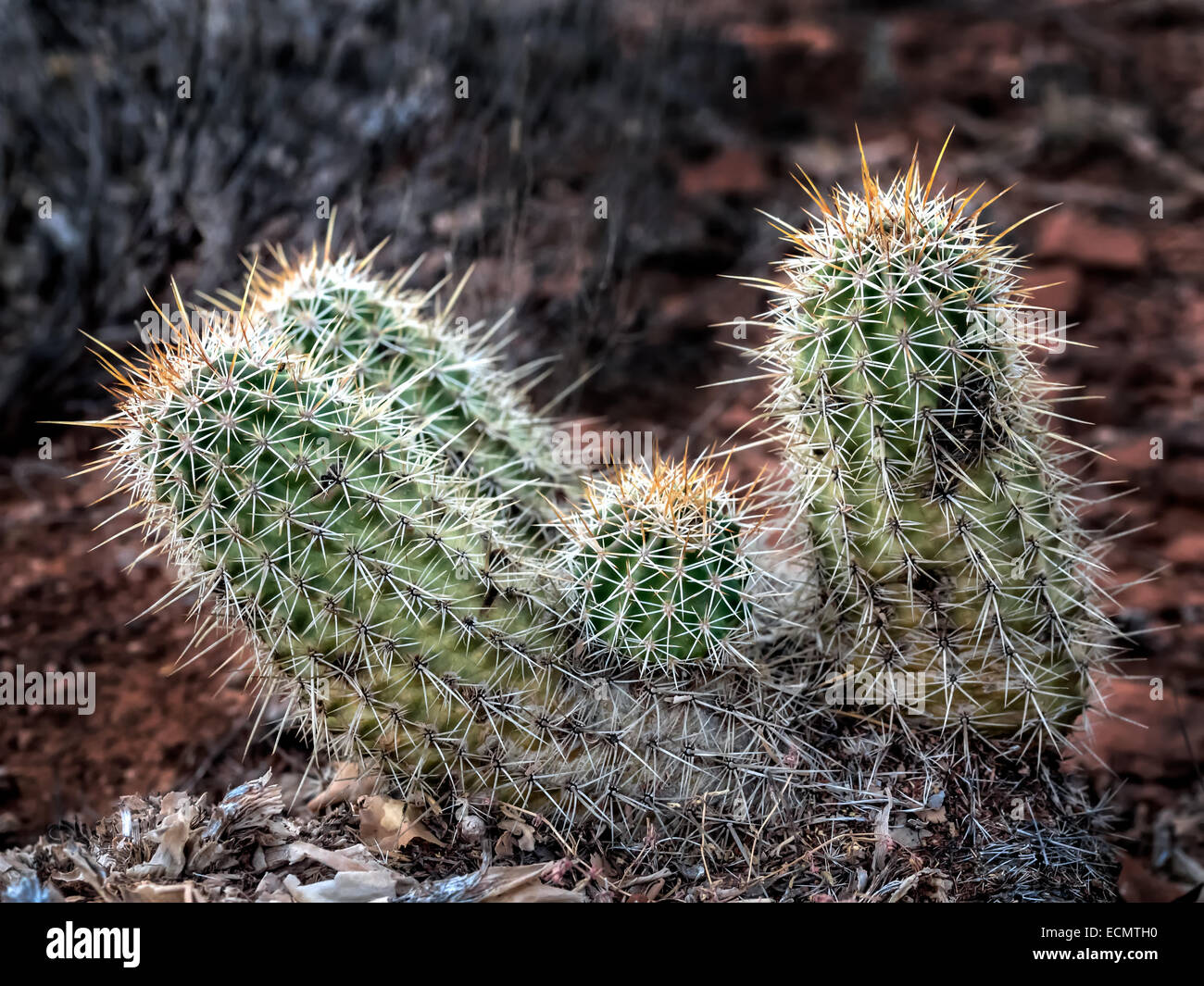 Plant hedgehog cactus hi-res stock photography and images - Alamy